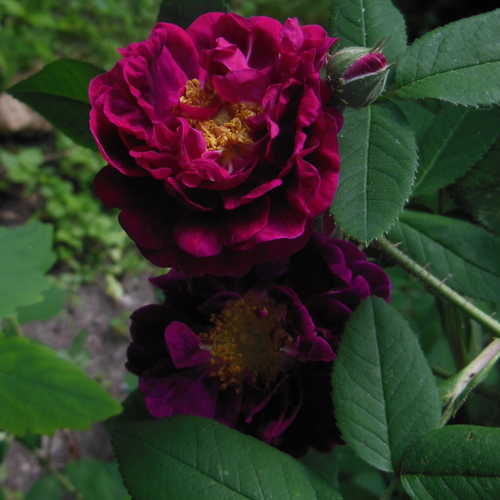 The Beauty of Old Roses - Fine Gardening