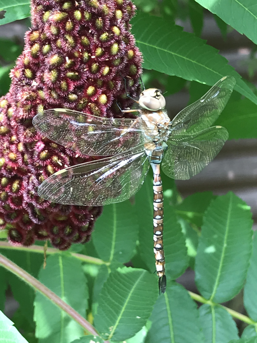 Beautiful Garden Visitors - Fine Gardening