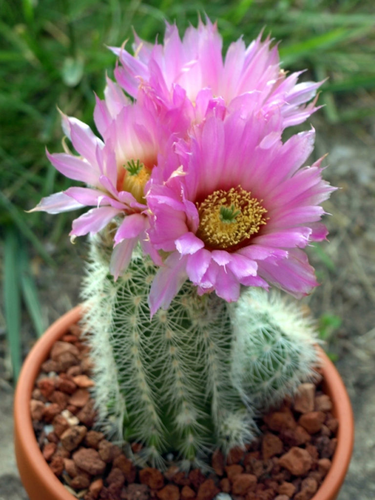 Cold-Hardy Cacti for the Mountain West - Fine Gardening