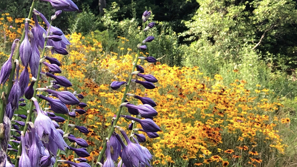 A Wildflower Labyrinth - Fine Gardening