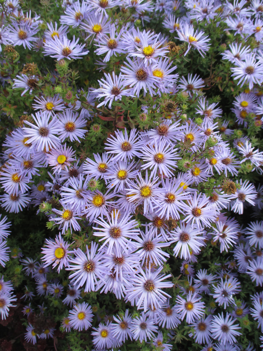 Nativar to Know: ‘October Skies’ Aromatic Aster - Fine Gardening