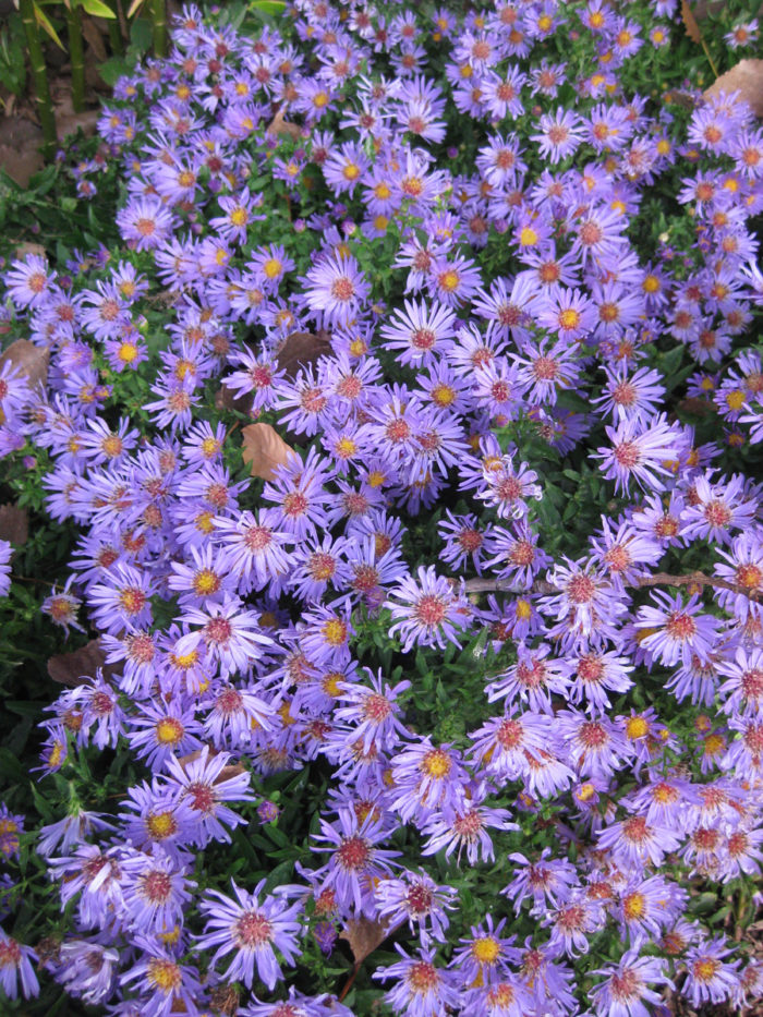 Nativar to Know: ‘October Skies’ Aromatic Aster - Fine Gardening