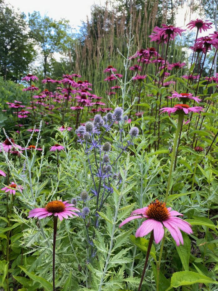 A Mostly Native Meadow Garden - Fine Gardening