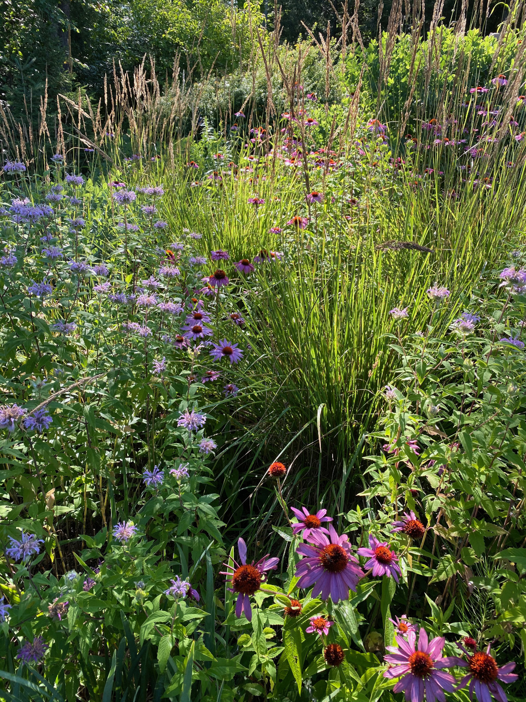 A Mostly Native Meadow Garden - Fine Gardening