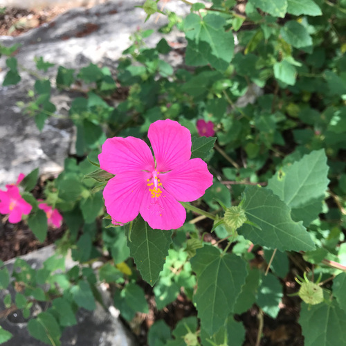 Six Tough Plants for the Hell Strip - Fine Gardening