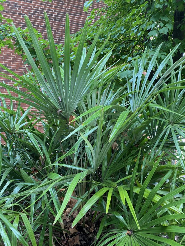 Needle Palm Brings Easy-Care Flair to Southern Gardens - Fine Gardening