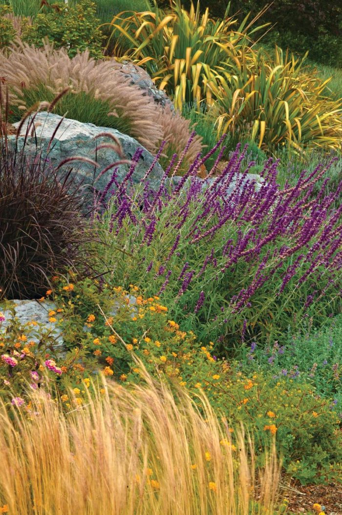 8 Inspired Drought-Tolerant Plant Combinations for a Water-Wise ...