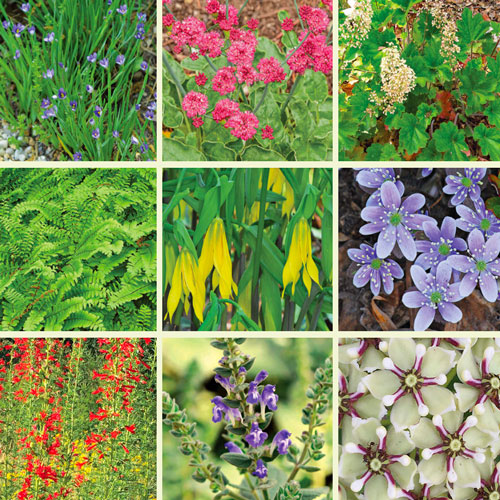 The Best Native Perennials - FineGardening