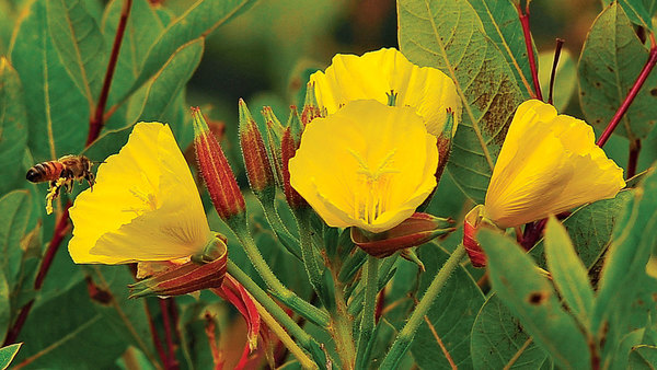 Best Natives for Mountain West - Fine Gardening