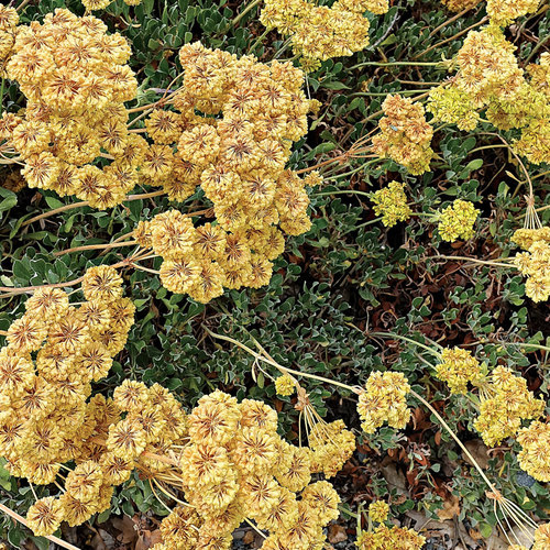 Best Natives for Mountain West - Fine Gardening