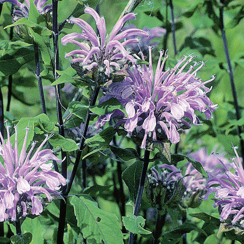 Best Natives for Mid-Atlantic - Fine Gardening