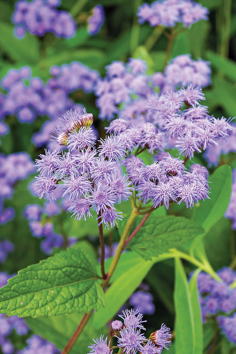 Best Natives for Mid-Atlantic - Fine Gardening