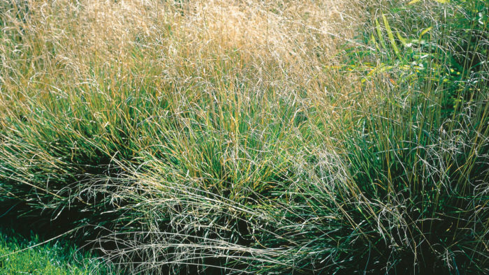 Great Medium-Size Grasses - Fine Gardening