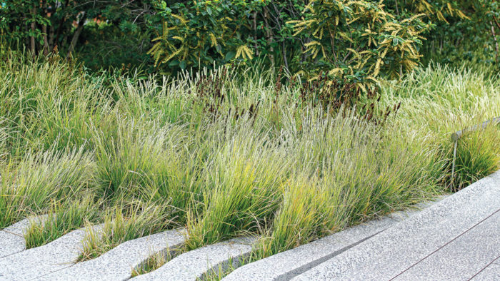 Great Medium-Size Grasses - Fine Gardening