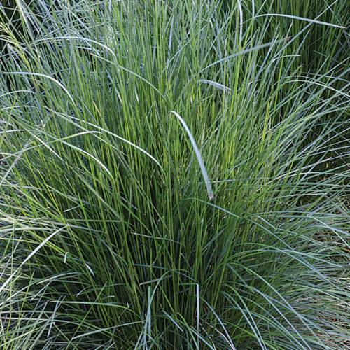Great Medium-Size Grasses - Fine Gardening