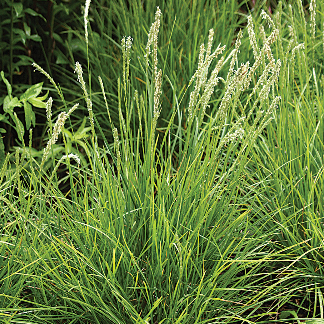 Great Medium-Size Grasses - Fine Gardening