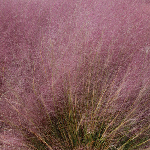 Great Medium-Size Grasses - Fine Gardening