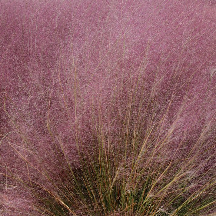 Great Medium-Size Grasses - Fine Gardening