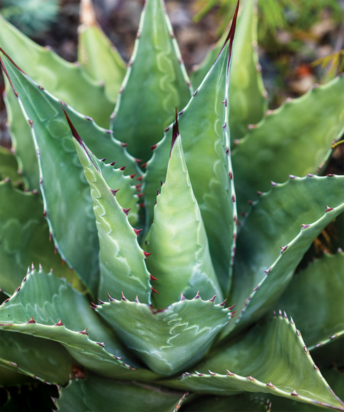 A Cohesive Garden Built From Uncommon Plants - Fine Gardening