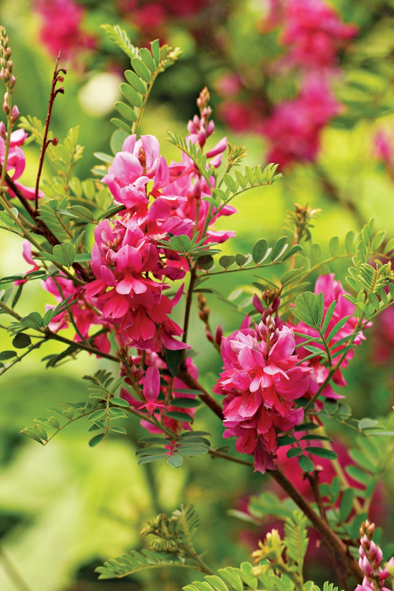 How to Grow 10 Perennials for Continuous Summer Blooms - Fine Gardening