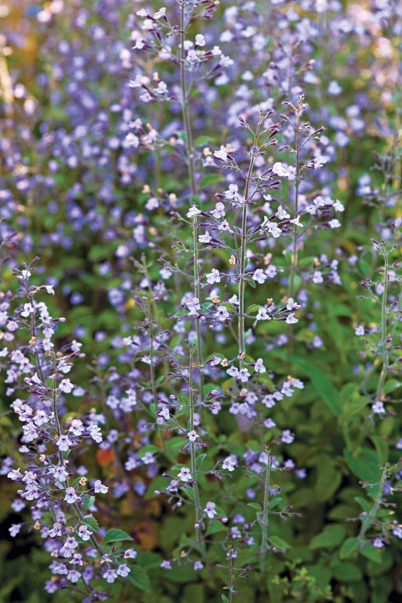 How to Grow 10 Perennials for Continuous Summer Blooms - Fine Gardening