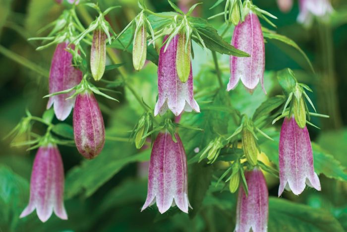 How to Grow 10 Perennials for Continuous Summer Blooms - Fine Gardening