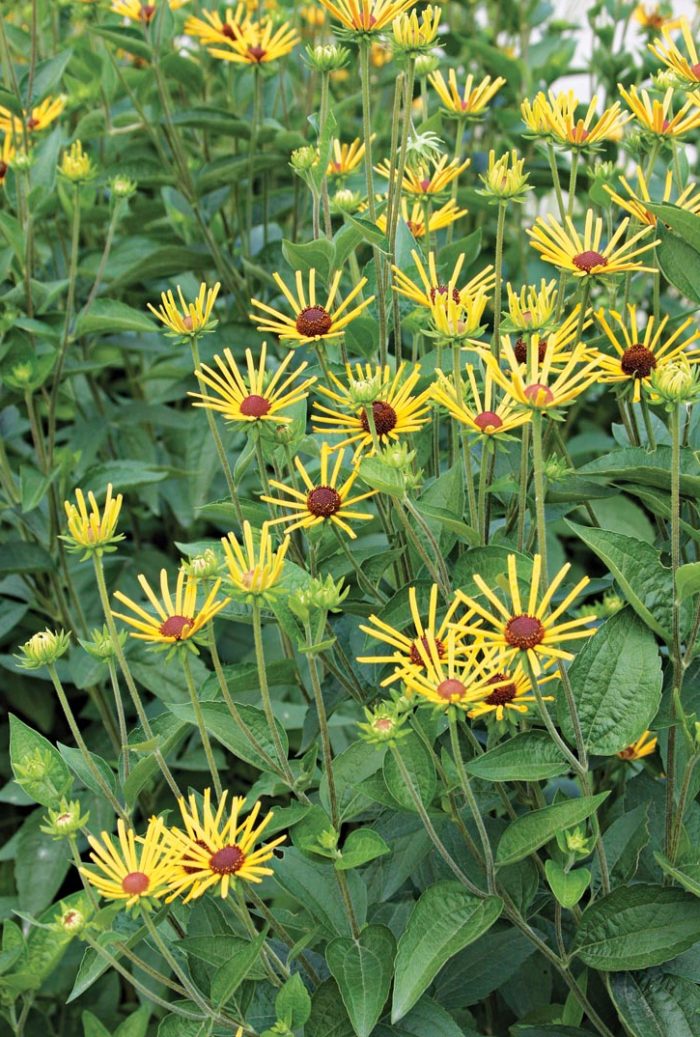 How to Grow 10 Perennials for Continuous Summer Blooms - Fine Gardening