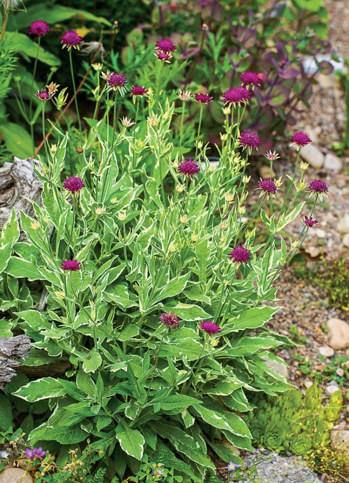 How to Grow 10 Perennials for Continuous Summer Blooms - Fine Gardening