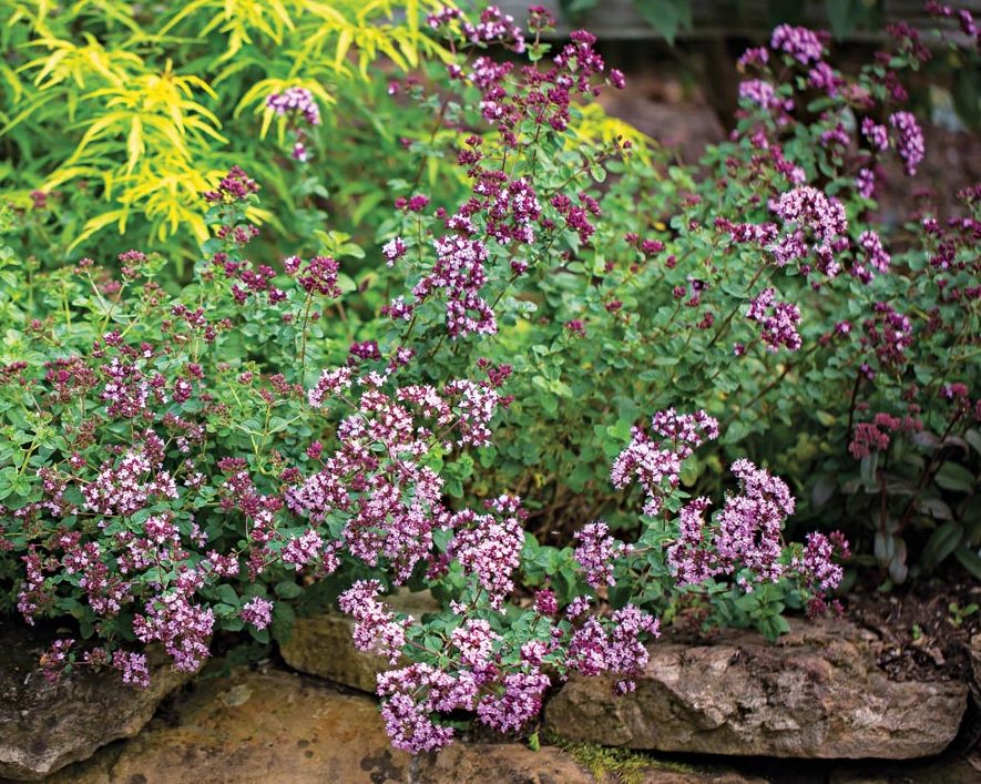 How to Grow 10 Perennials for Continuous Summer Blooms - Fine Gardening