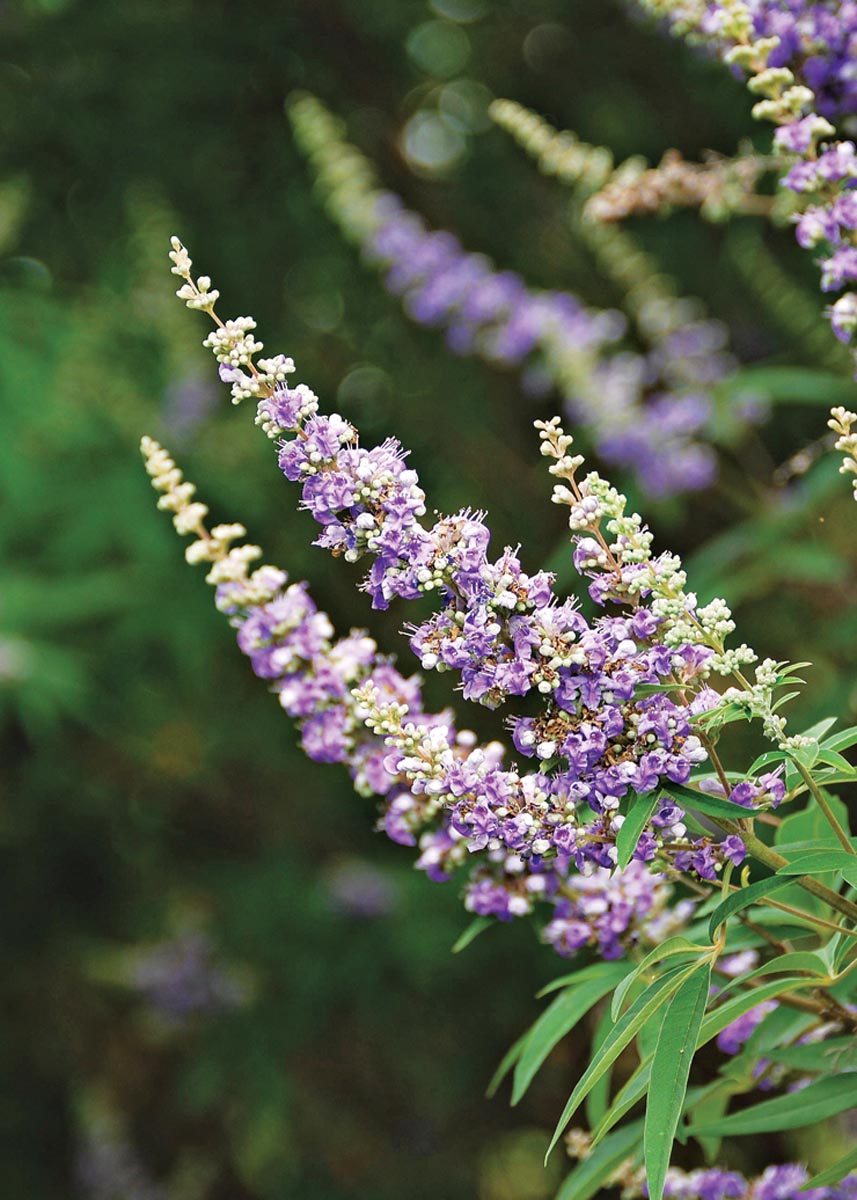 How to Grow 10 Perennials for Continuous Summer Blooms - Fine Gardening