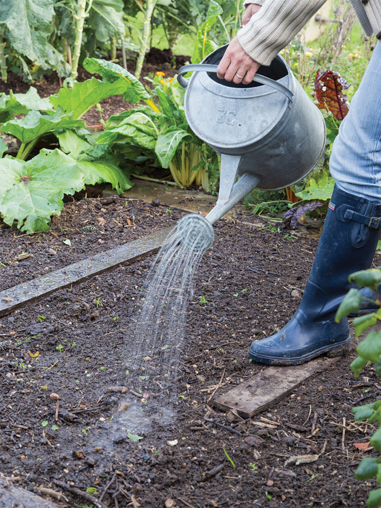 How to Use Cover Crops to Improve Soil - Fine Gardening