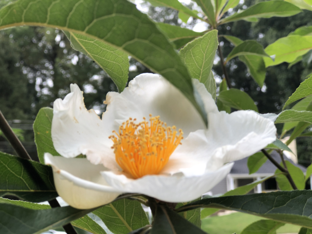 Fall in Pennsylvania - Fine Gardening