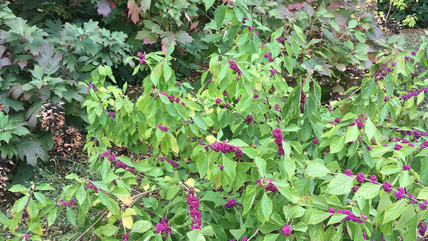 Mid-Atlantic Natives on Trial at the Mt. Cuba Center - Fine Gardening