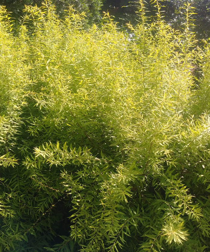 Designing With Chartreuse in the Southeast - Fine Gardening