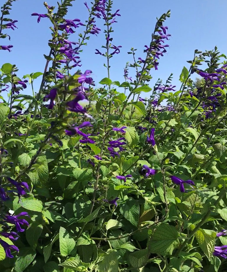 Spectacular, Stress-Free Salvias for Northern California - Fine Gardening