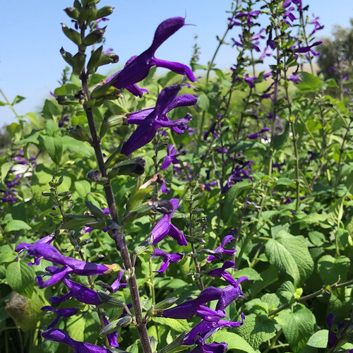 Spectacular, Stress-Free Salvias for Northern California - Fine Gardening
