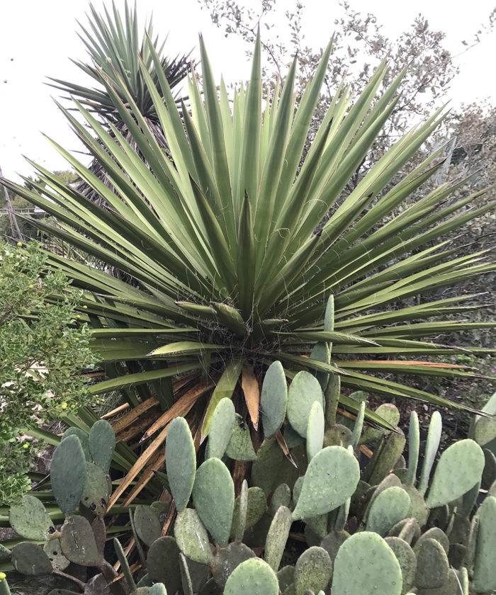 Bold and Beautiful Yuccas for the Southern Plains - Fine Gardening