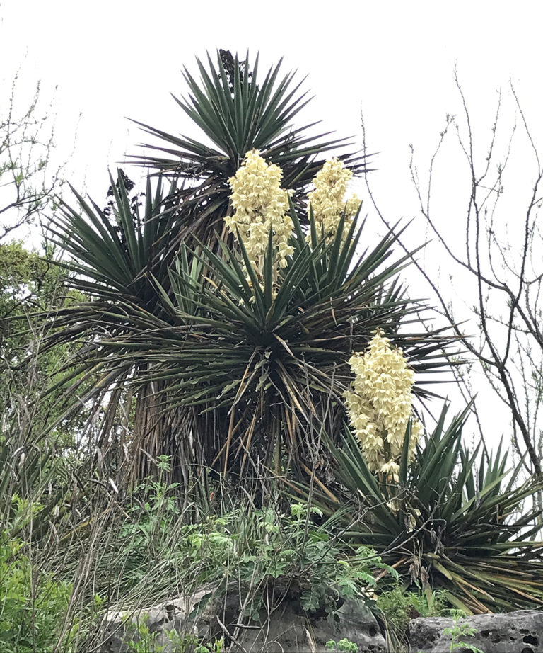 Bold and Beautiful Yuccas for the Southern Plains - Fine Gardening