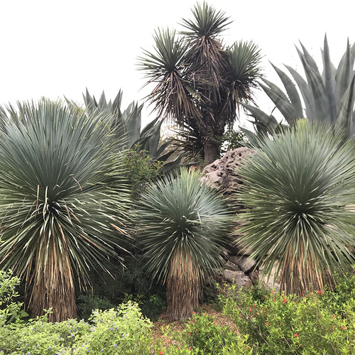 Bold and Beautiful Yuccas for the Southern Plains - Fine Gardening