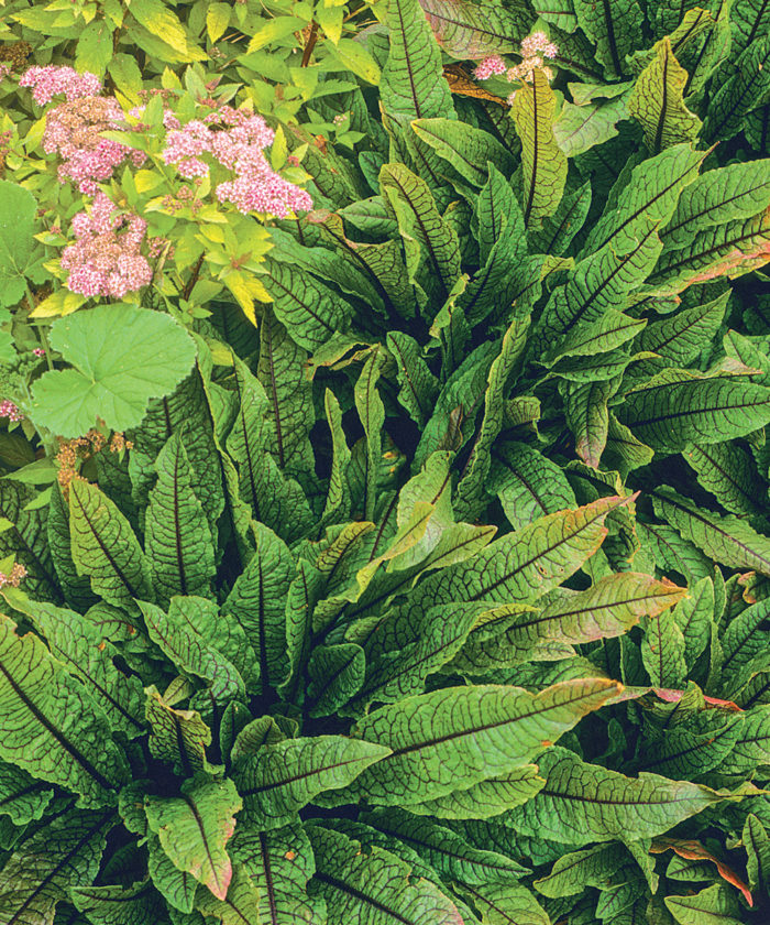 Exciting Evergreens for the Southeast - Fine Gardening