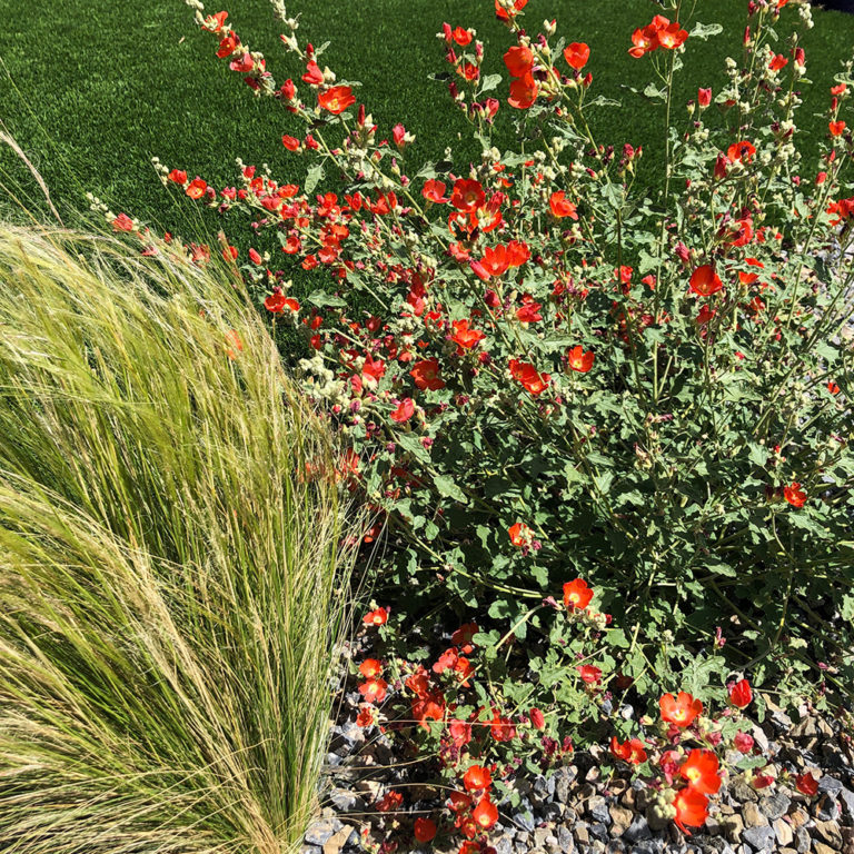 Magnificent Mallows for the Southwest - Fine Gardening