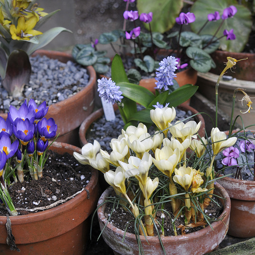 Forcing Small Bulbs for a Display Indoors - Fine Gardening
