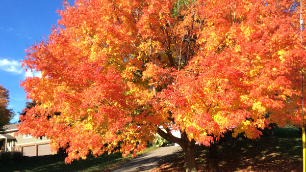 Summer in Ontario - Fine Gardening