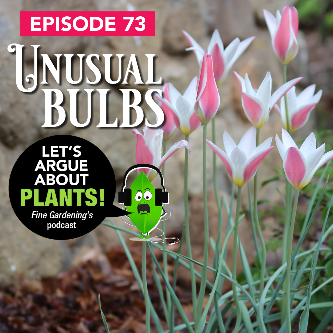 Episode 73: Unusual Bulbs - Fine Gardening