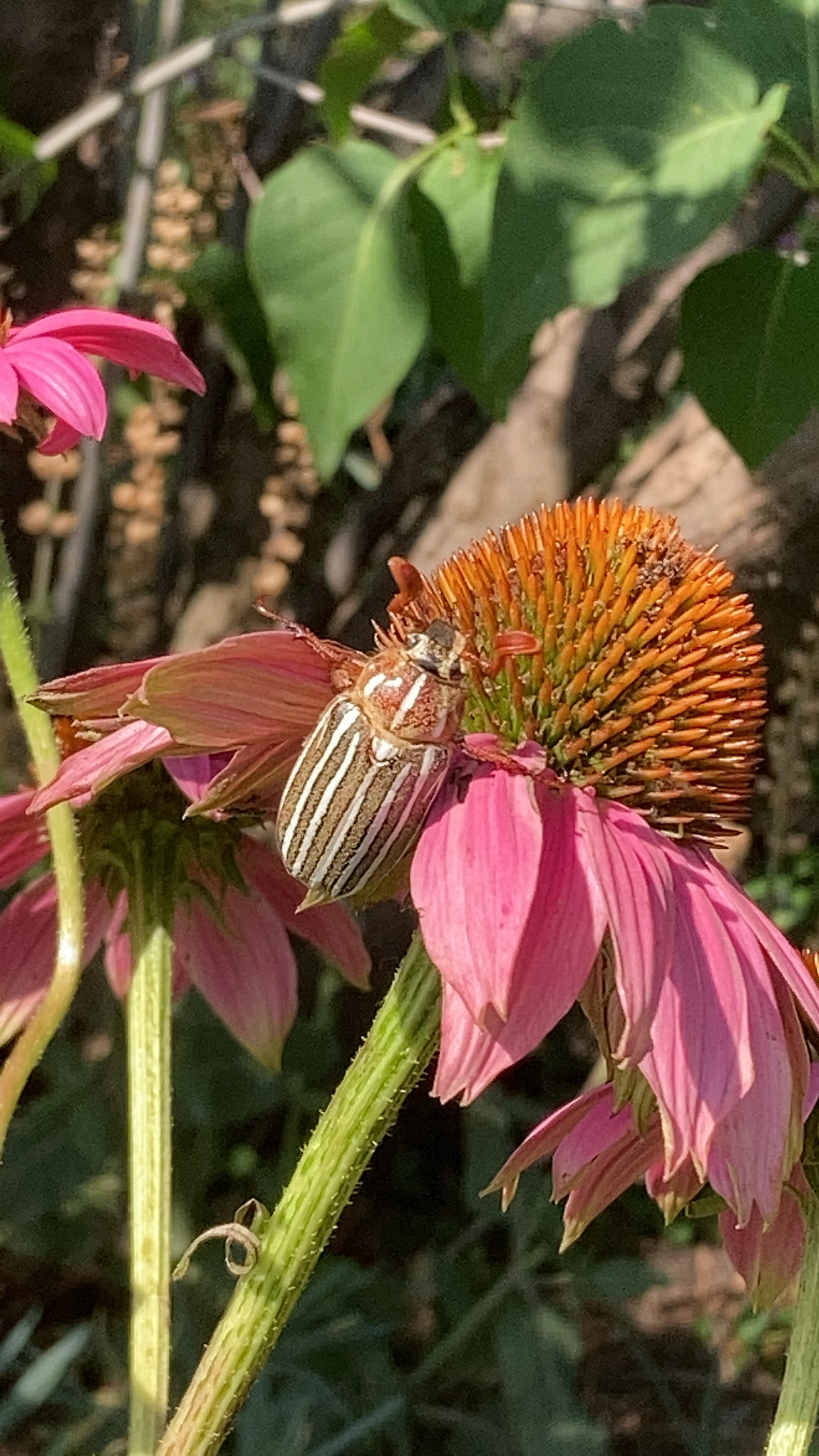 Flower Favorites in Idaho - Fine Gardening