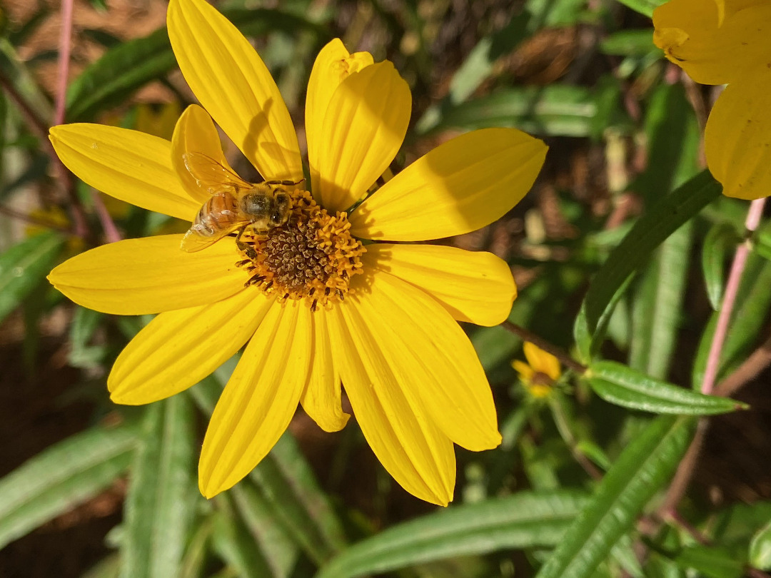 Fall in North Carolina - Fine Gardening