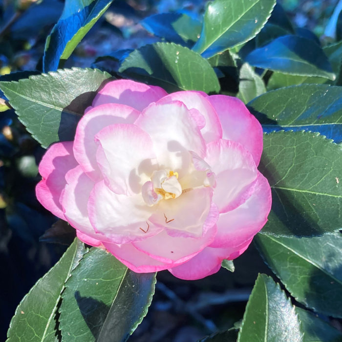 Fall-Blooming Sasanqua Camellias Shine in the South - Fine Gardening
