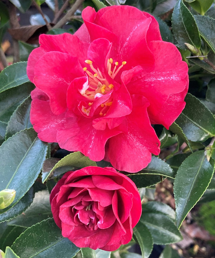 Fall-Blooming Sasanqua Camellias Shine in the South - Fine Gardening