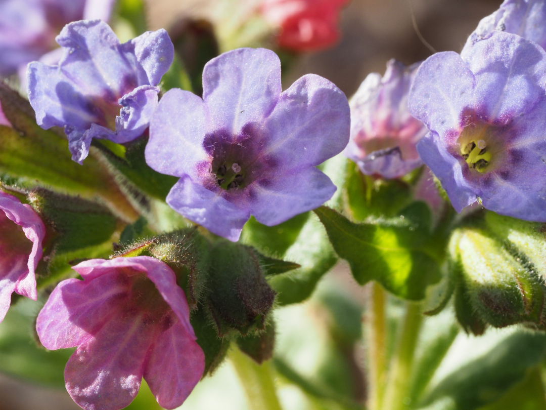 Close-ups of Spring Flowers - Fine Gardening