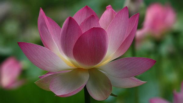 Memories of Summer Lotuses - Fine Gardening
